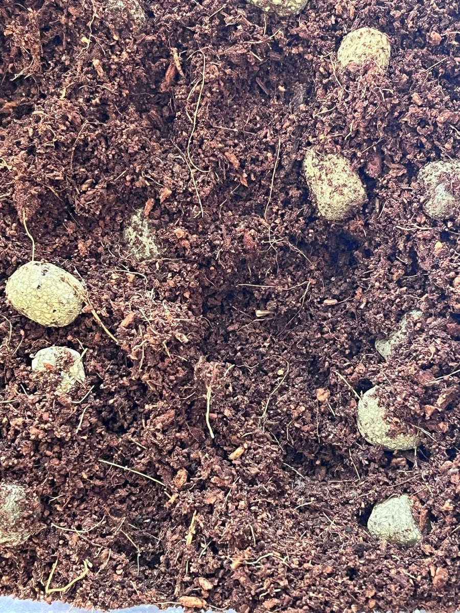 Substrat Coco et argile expansée 60 40 – Vetonek.be